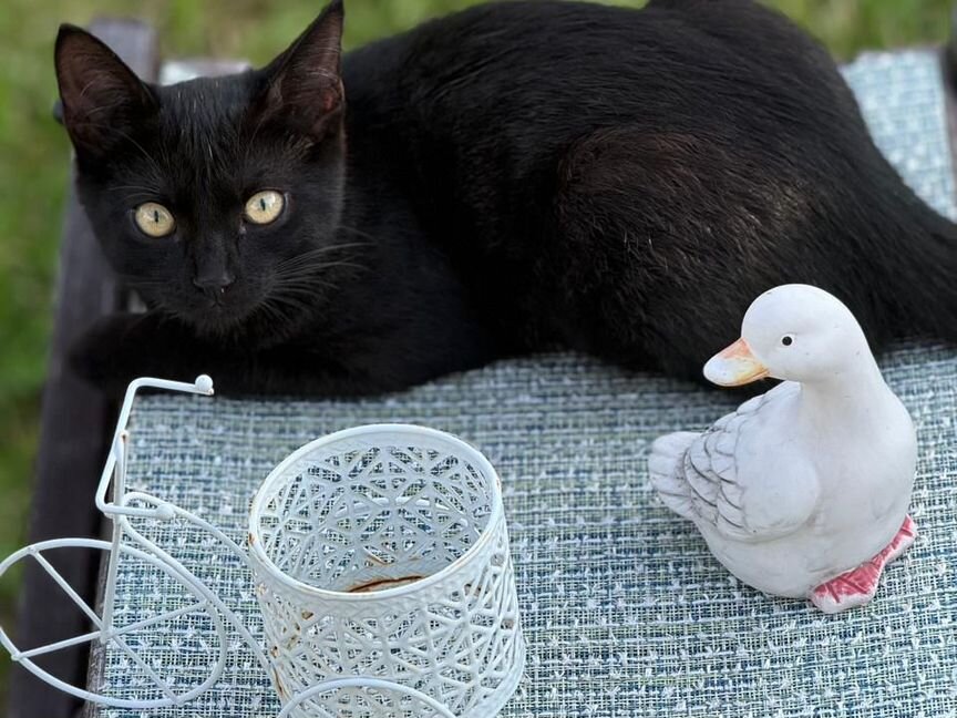 Котята в добрые руки даром