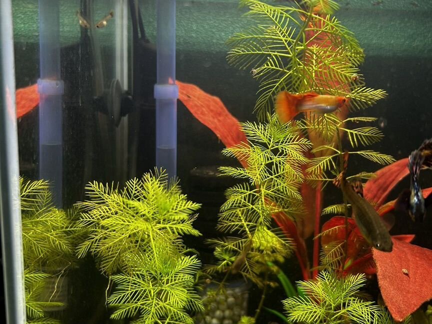 Гуппи бесплатно (мальки)