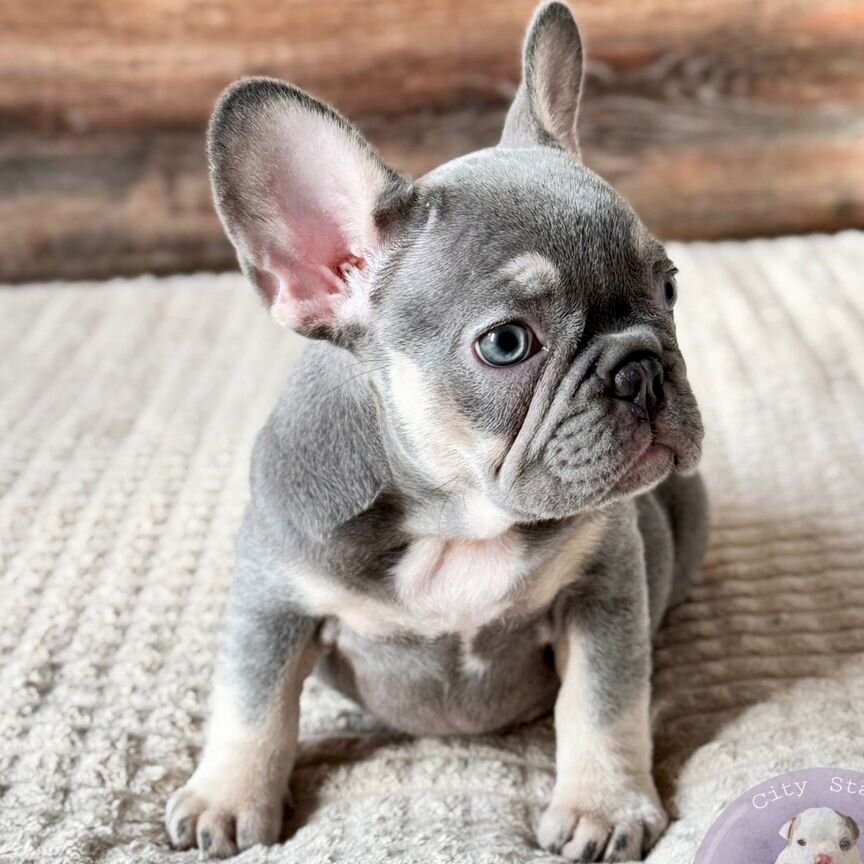 Французский бульдог, щенок