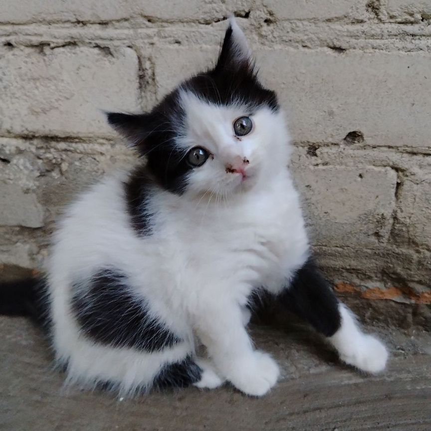 Кошка с сердечком