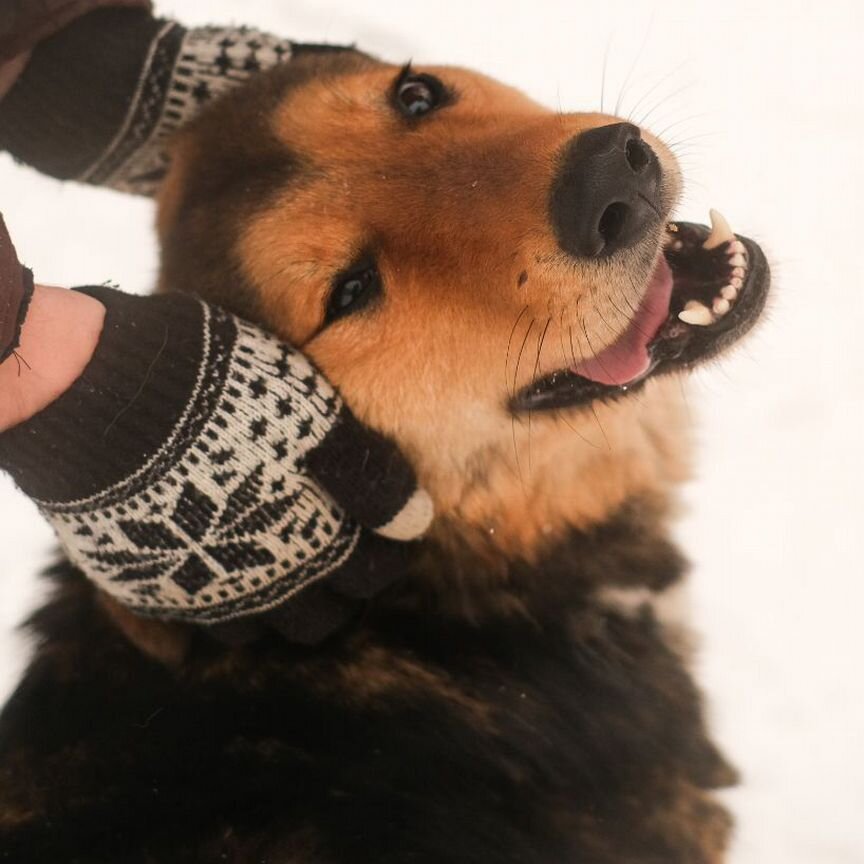 Собака