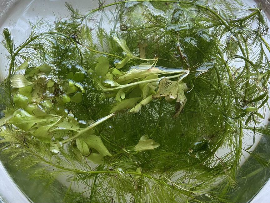 Роголистник, лампа, грунт