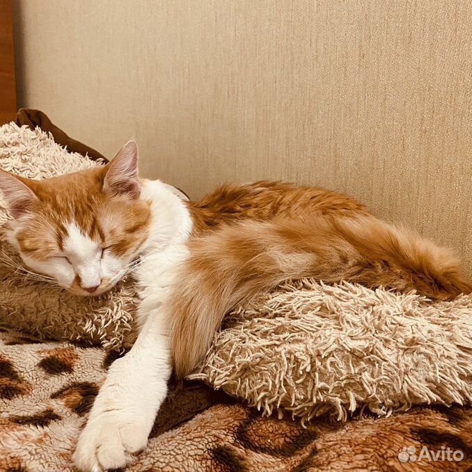 Рыжий кот Марсик