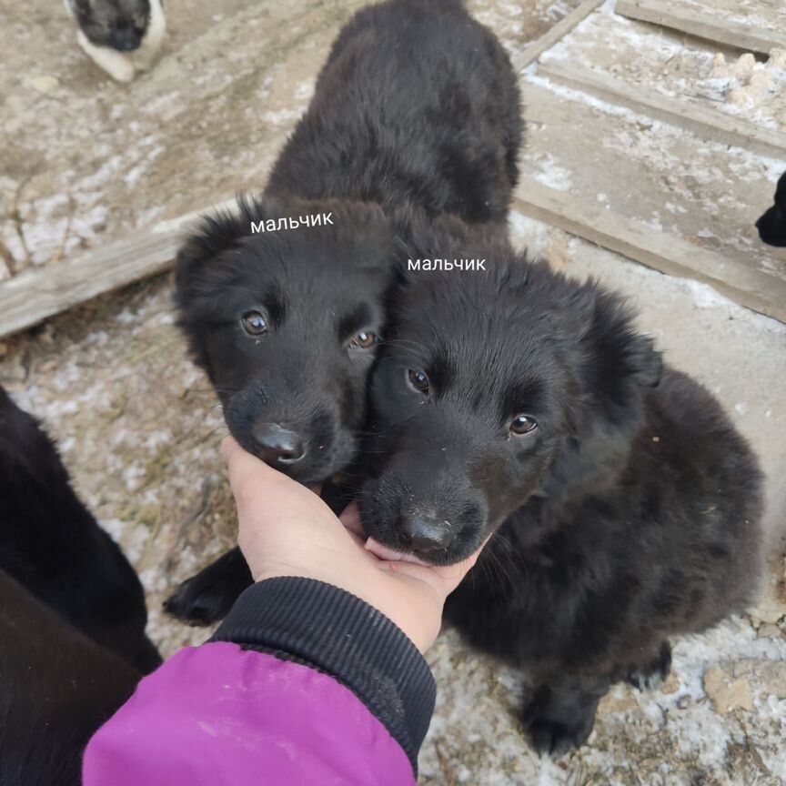 Щенки в поисках хозяина