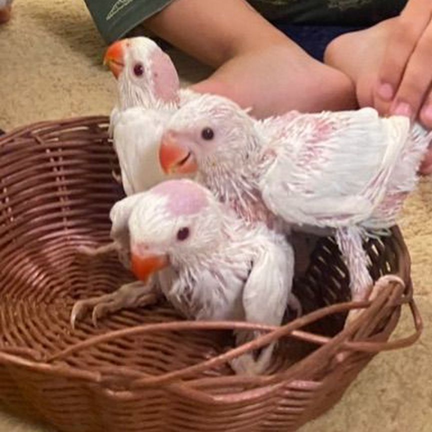 Ожереловый попугай птенцы