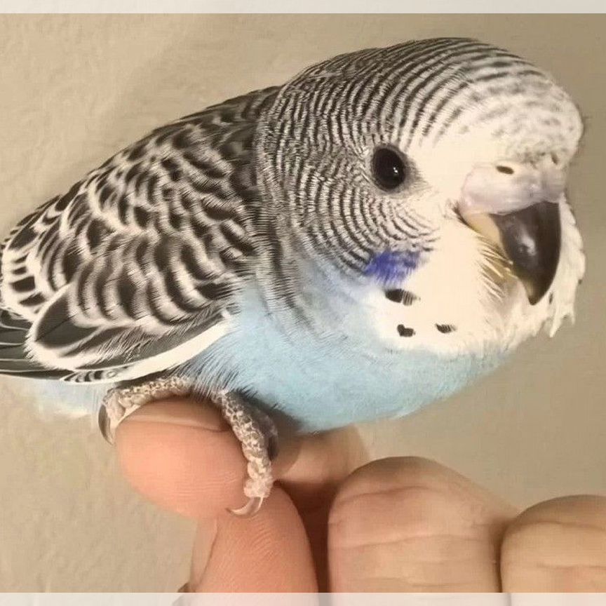 Волнистый попугай девочка