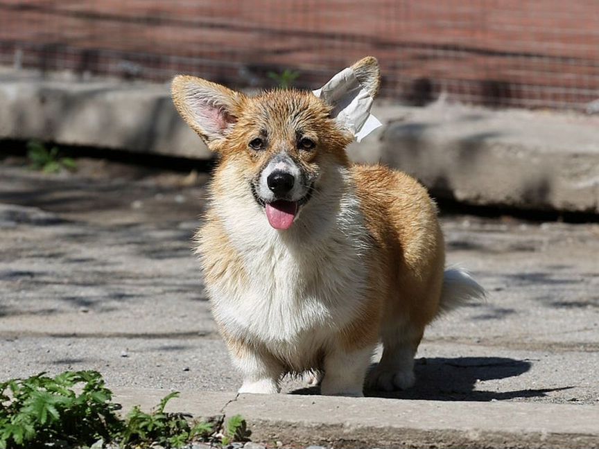 Вельш-корги пемброк