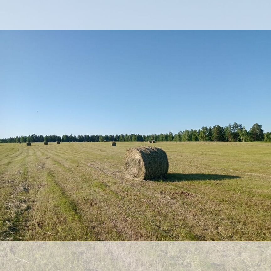 Сено в рулонах