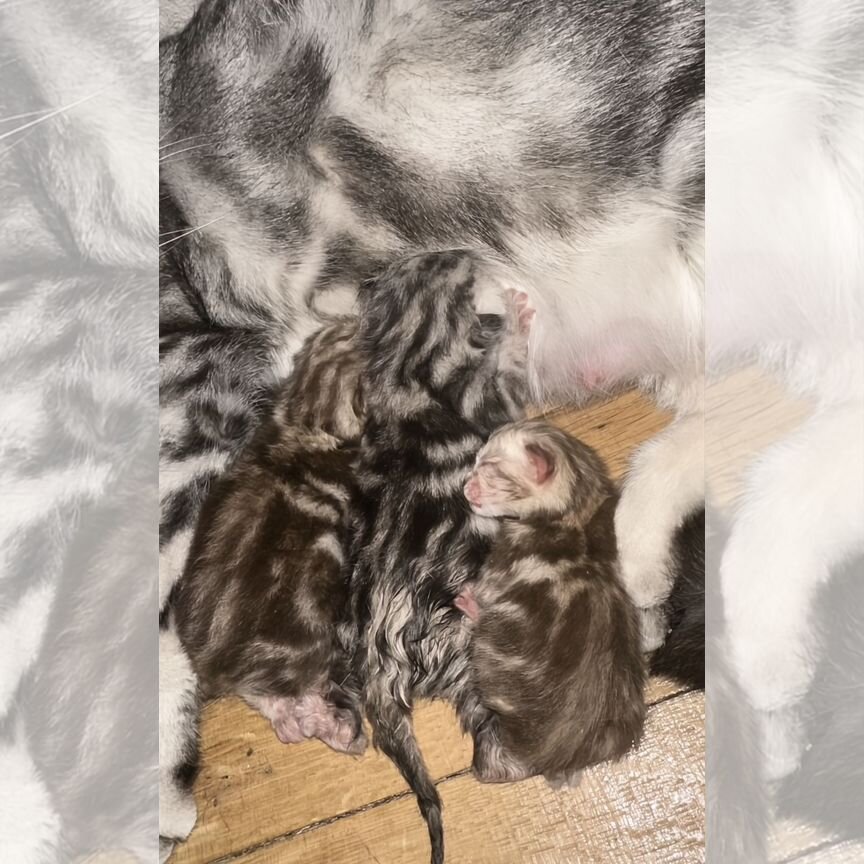 Шотландский прямоухий длинношёрстный котёнок