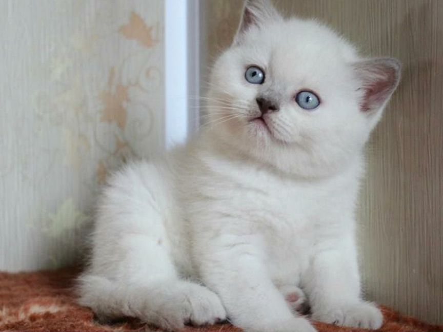 Колорные голубоглазые котята