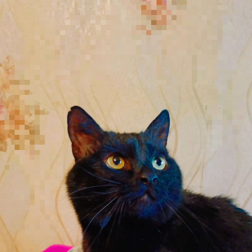 Котик ищет дом