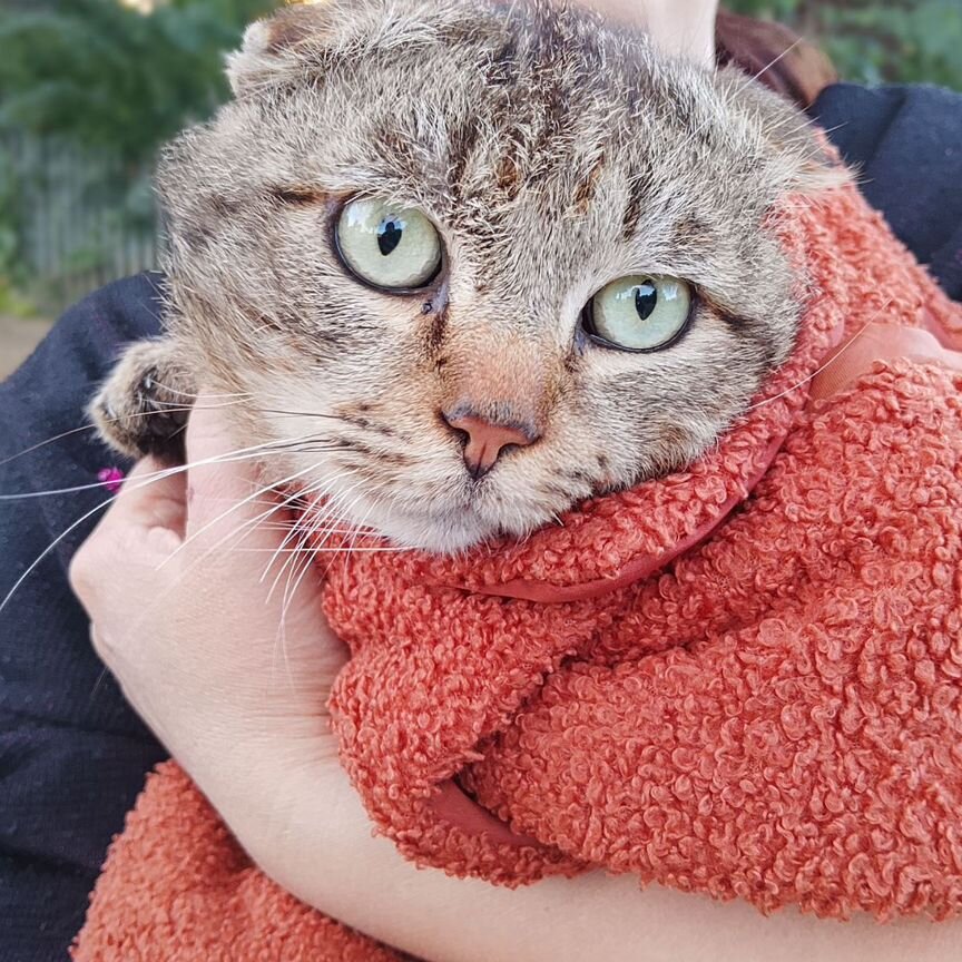 Британский короткошёрстный, взрослый кот