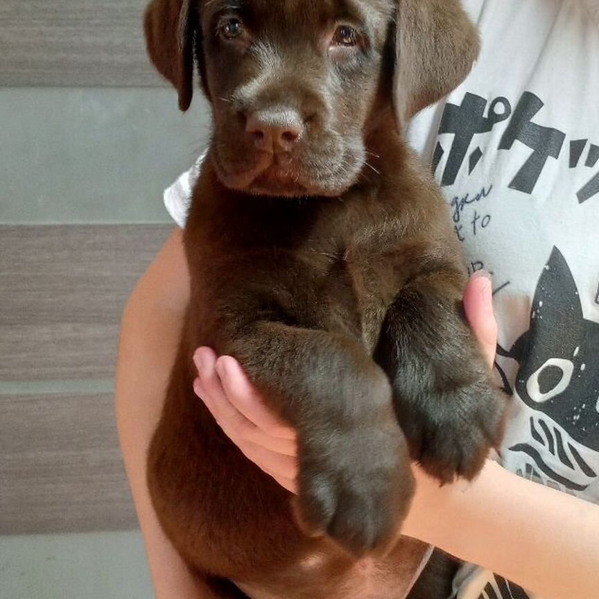 Щенок Лабрадора