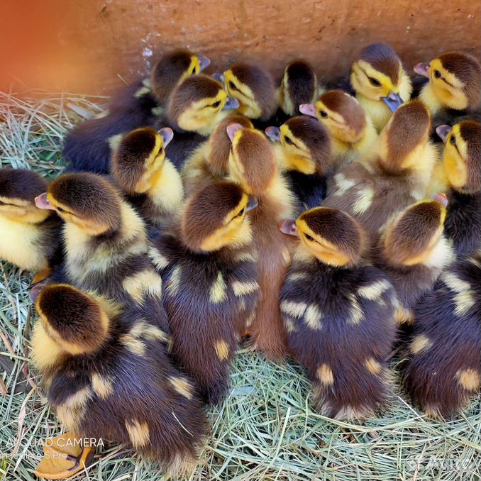 Индоутята от недели и больше