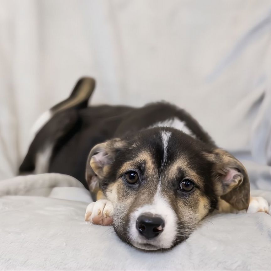 Щенок в добрые руки