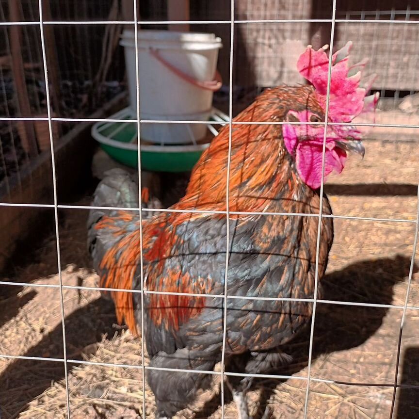 Продам петуха породы Маран 6 месяцев