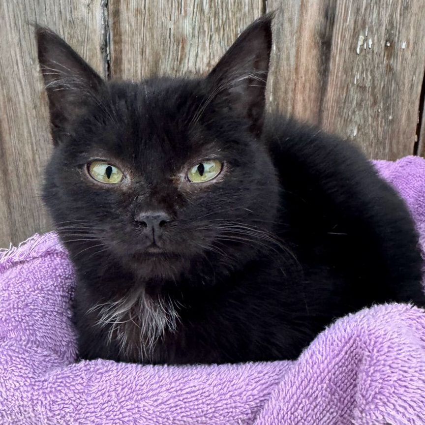 Котёнок в добрые руки