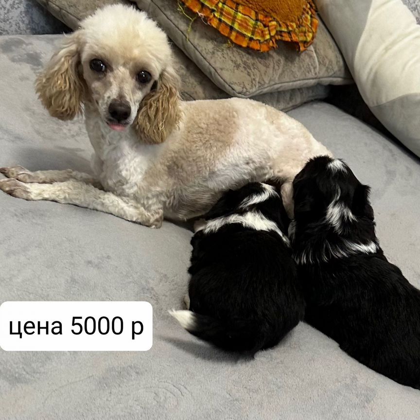 Маленькие пушистые комочки