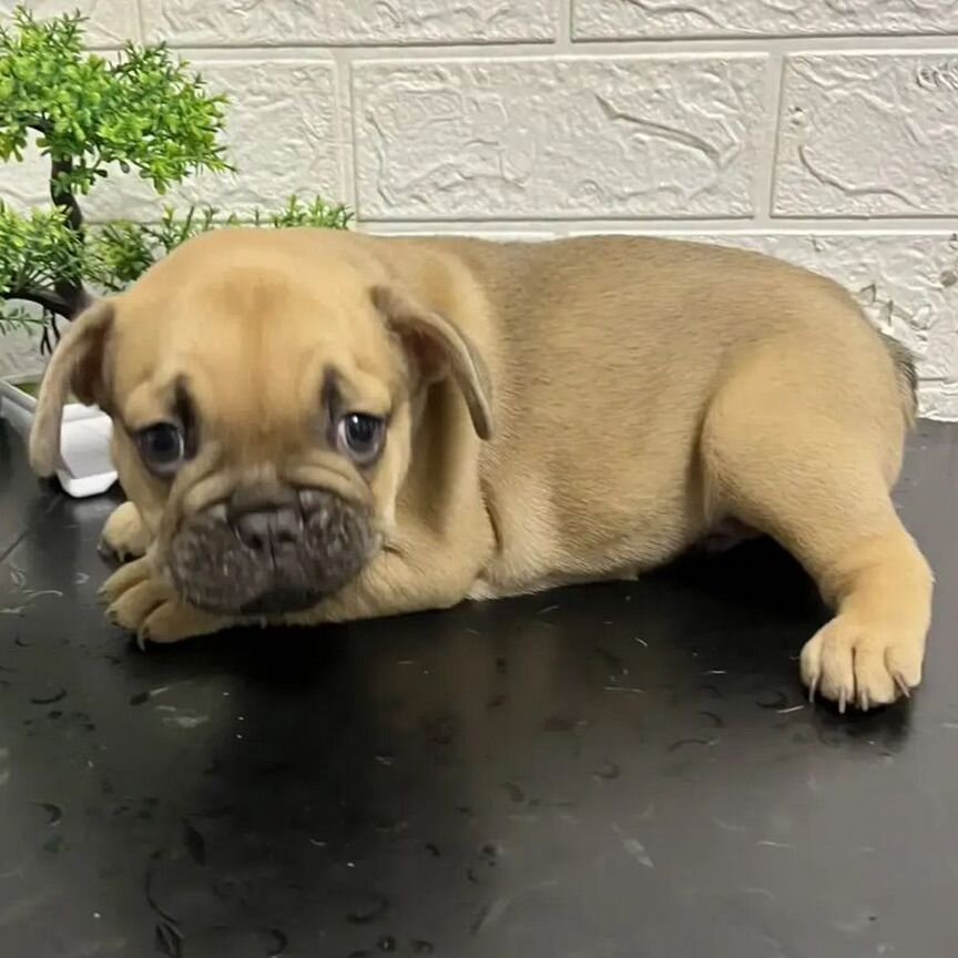 Французский бульдог, щенок