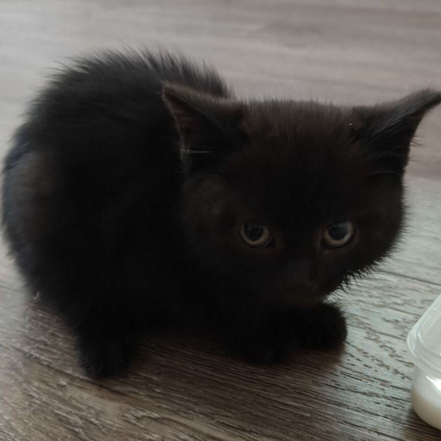 Отдам котенка Мальчик