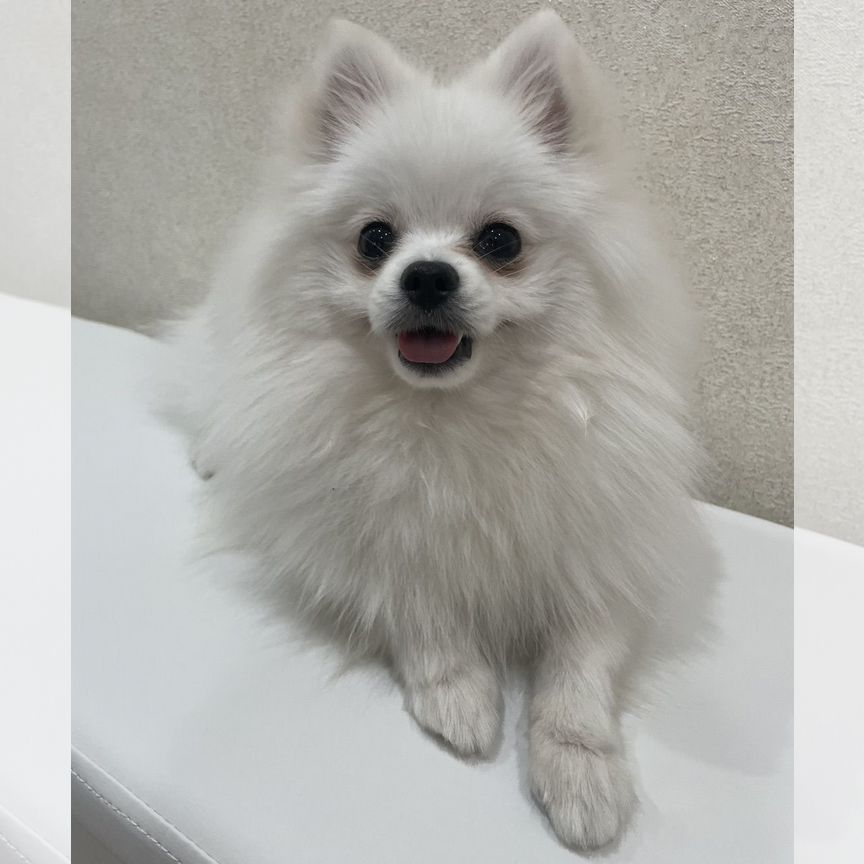 Белый померанский шпиц