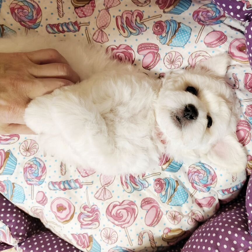 Бишон фризе, щенок