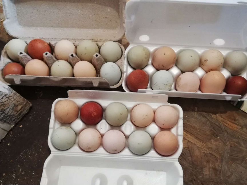 Инкубационное яйцо