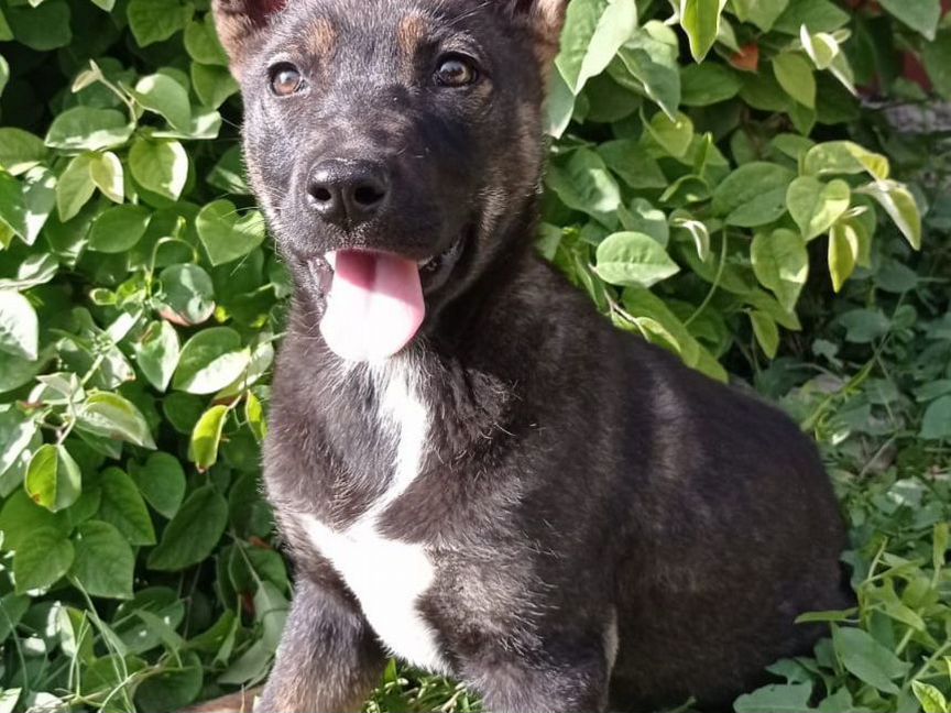 Щенки метис овчарки