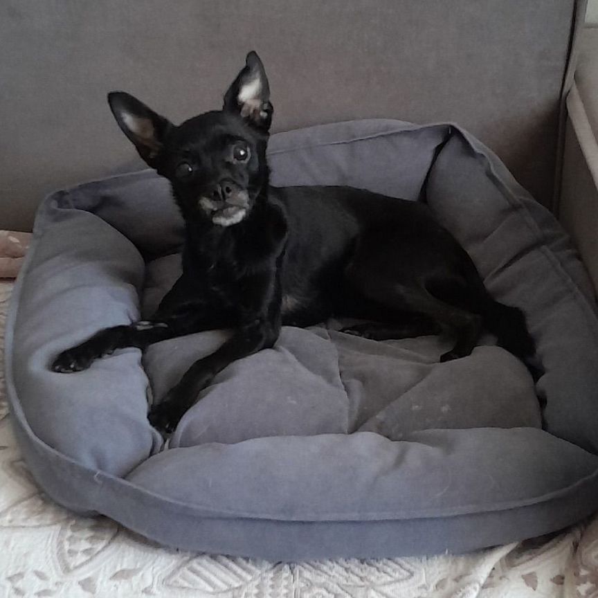 Русский той-терьер, взрослая собака