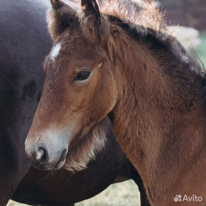 Кросс тинкер