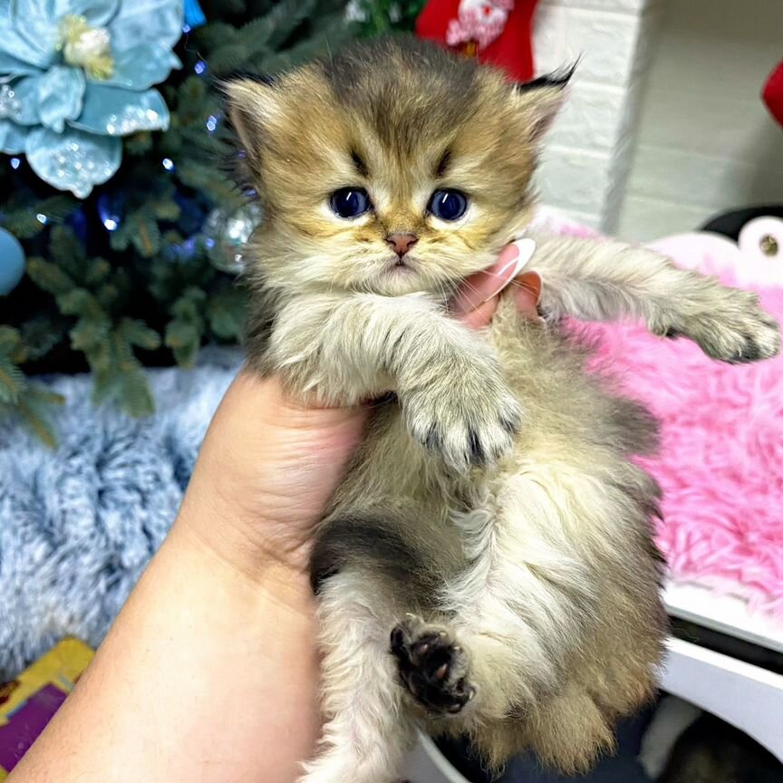 Шотландский вислоухий длинношёрстный котёнок