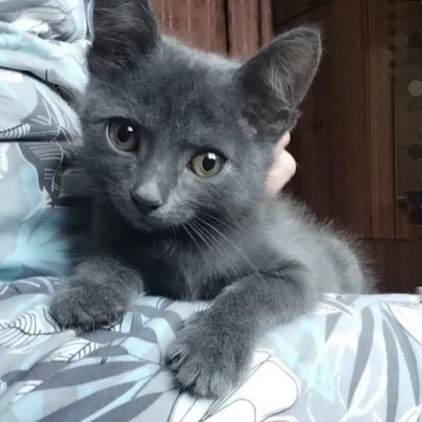 Котёнок девочка 2,5 месяца, найдена