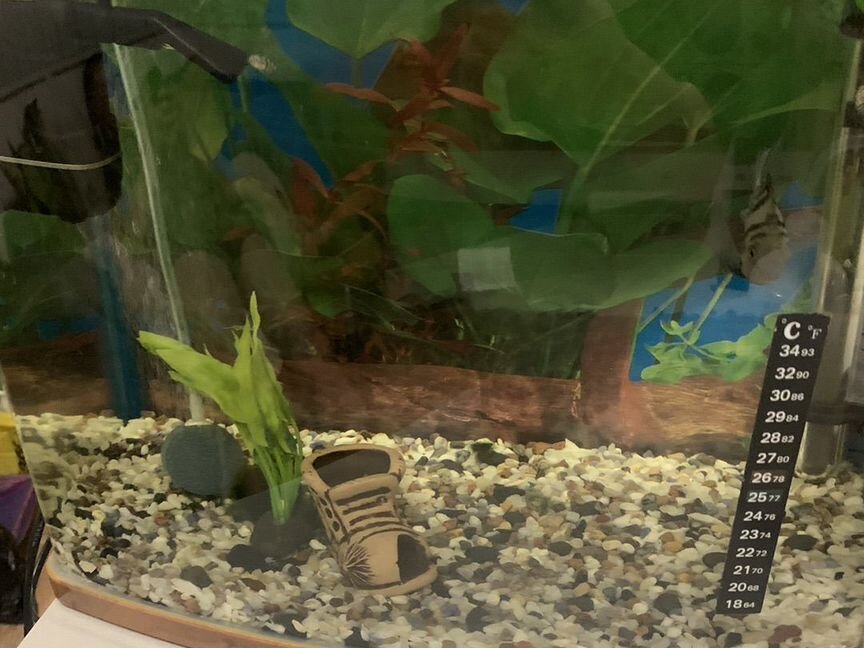 Аквариум, оборудование, синий тигровый попугай