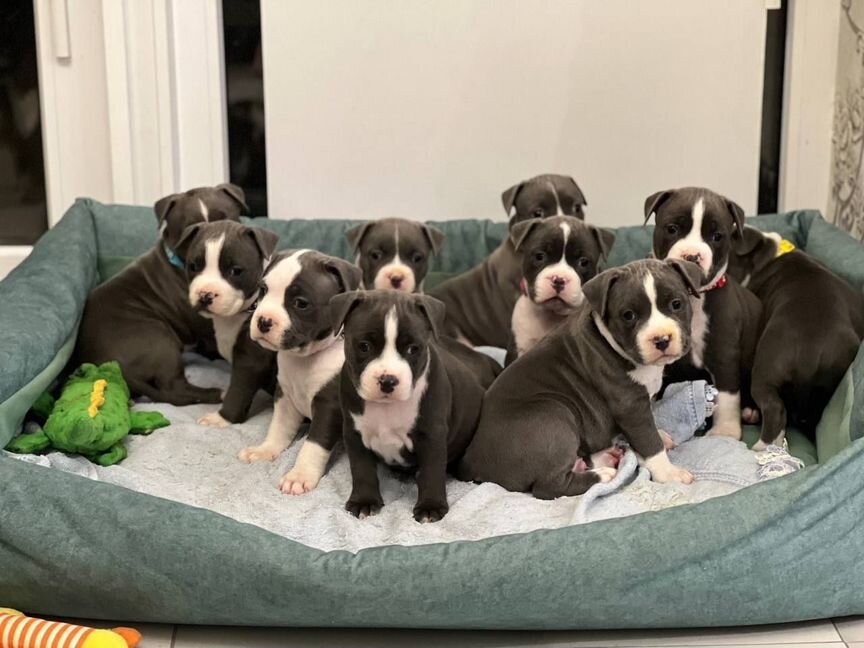 Щенки голубого амстаффа