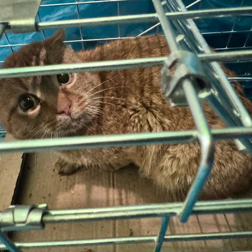 Взрослый кот в добрые руки