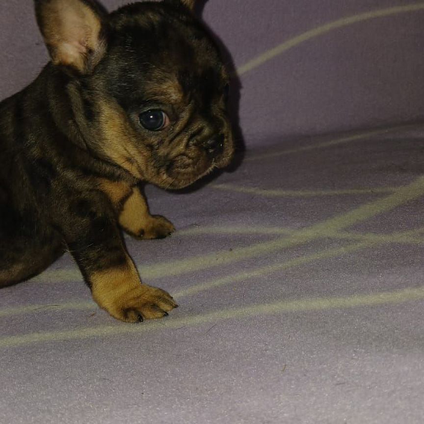 Французский бульдог, голубогенные и мерль