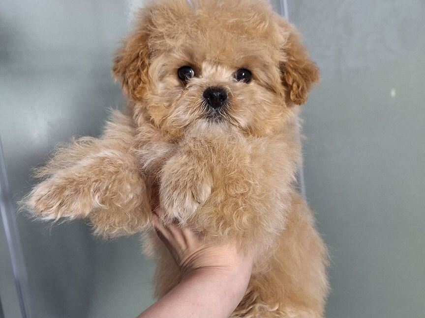 Мальтипу микро, бишпу, пушон, тедди пудель