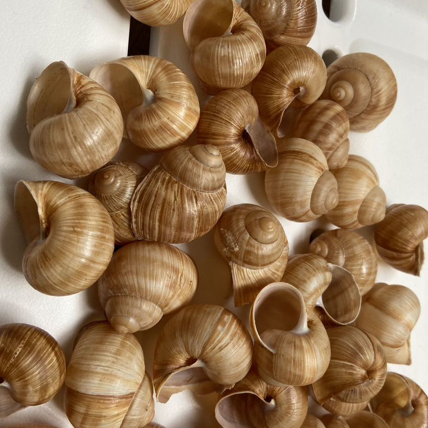 Раковины виноградных улиток