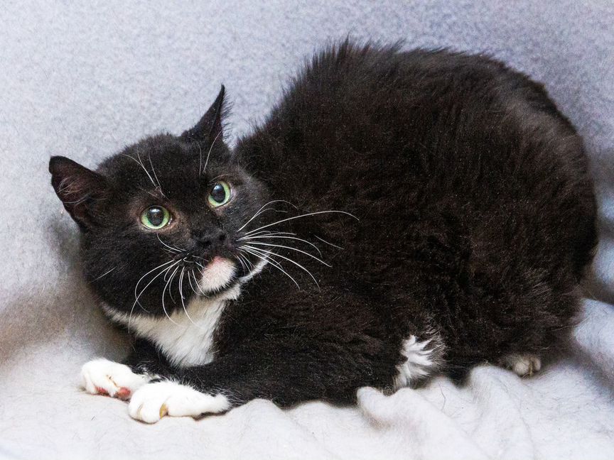 Чернушка 7 лет стерилизована в дар