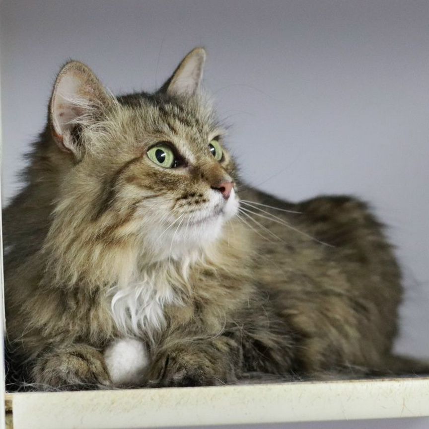 Взрослая, кошка в добрые руки