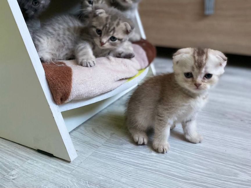 Шотландские котята