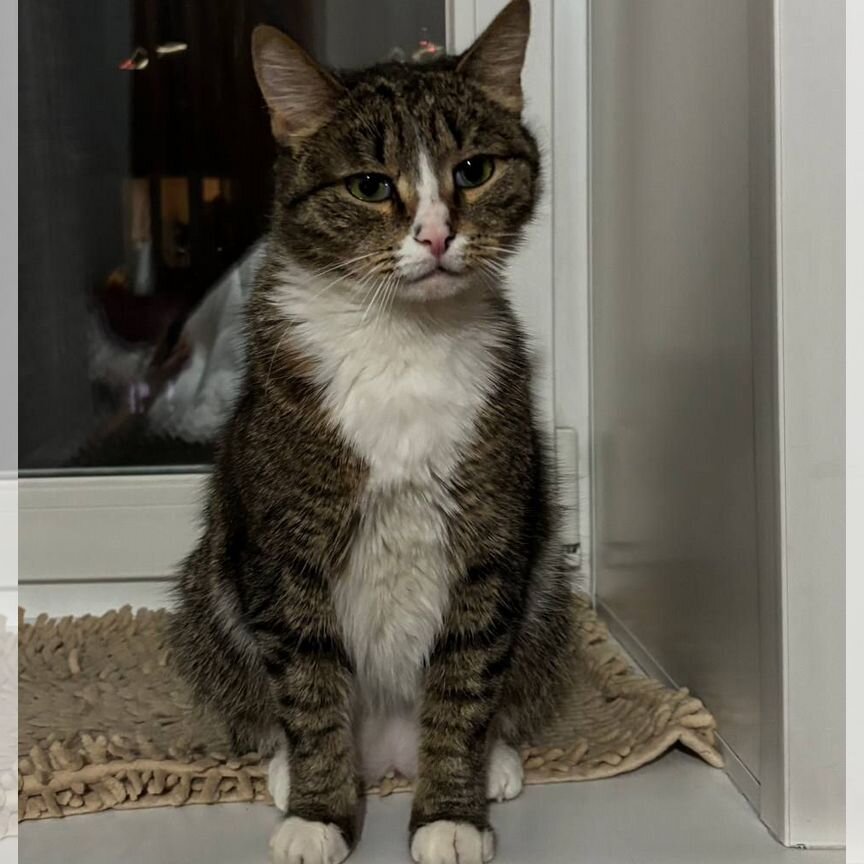 Кошка говорящая