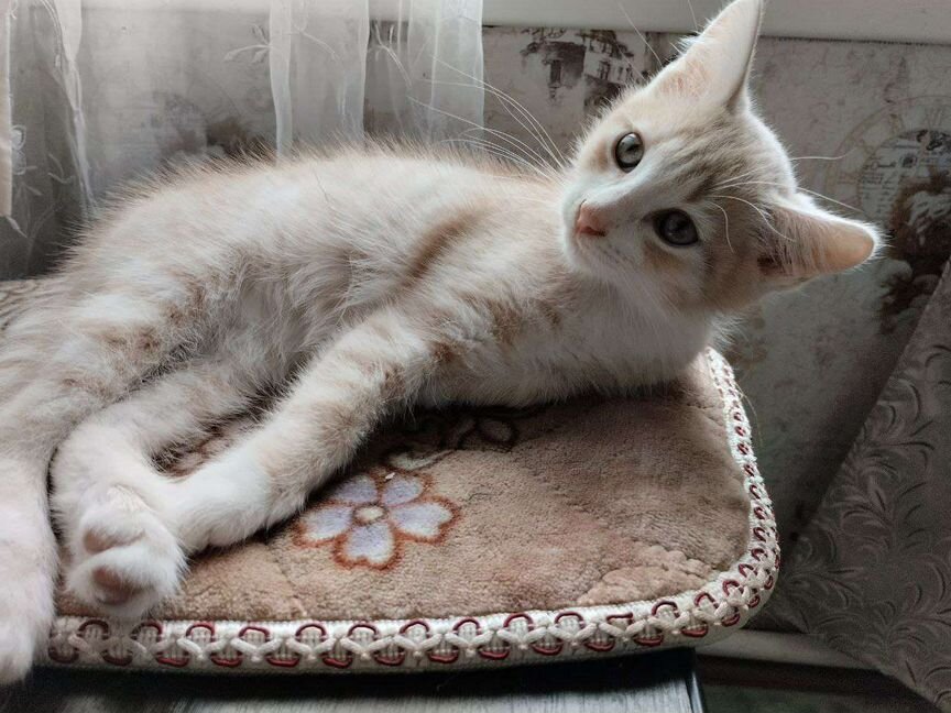 Котята в добые руки