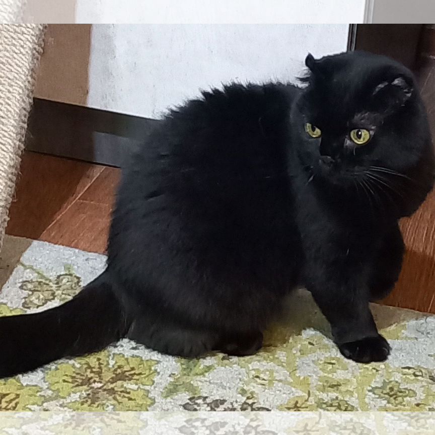 Кошки