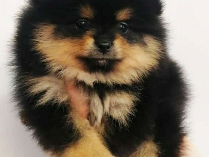 Померанские мишки