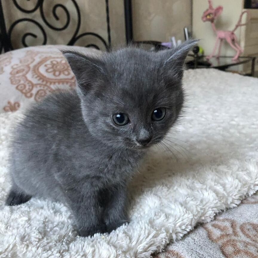 Серебристая Сильва ищет дом