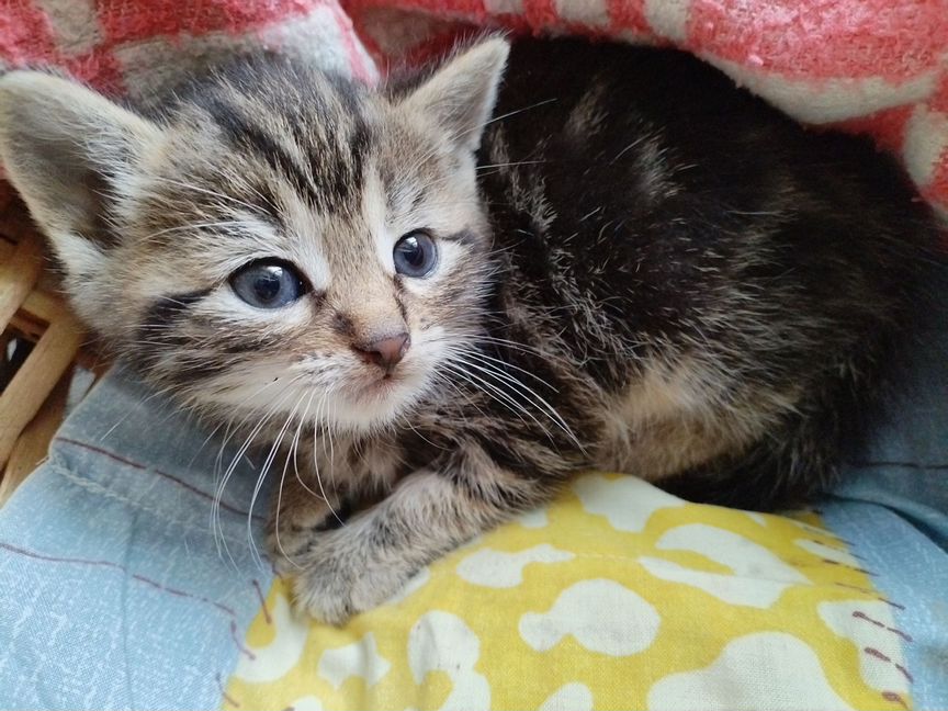 Кошки в добрые руки