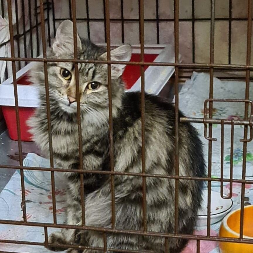Юная сибирская кошечка ищет дом
