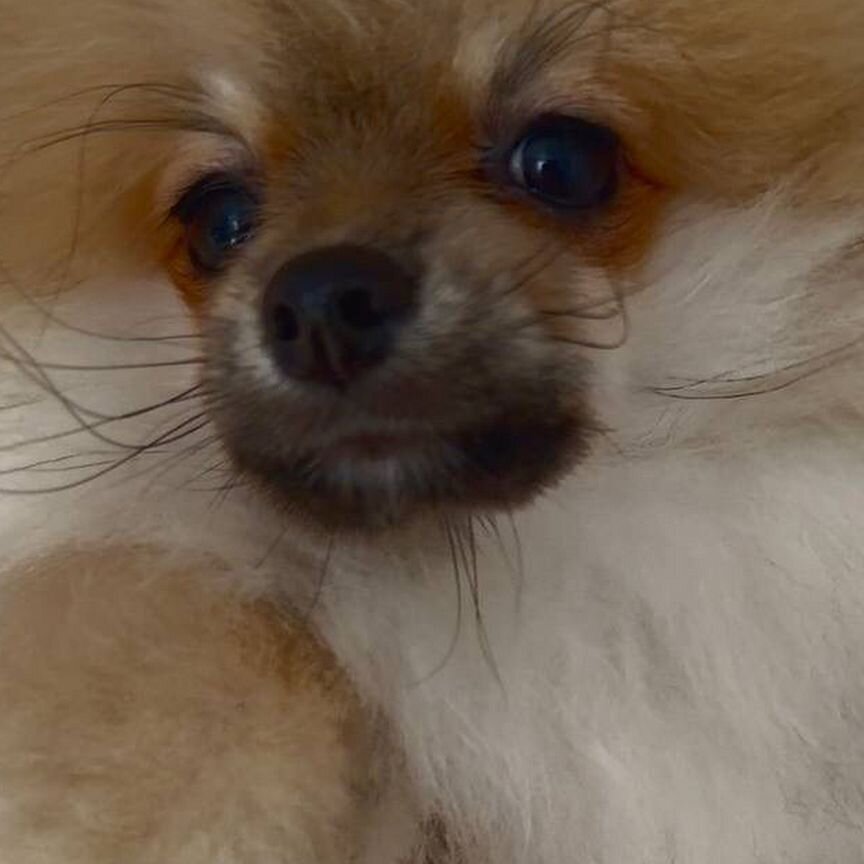 Померанский шпиц, щенок