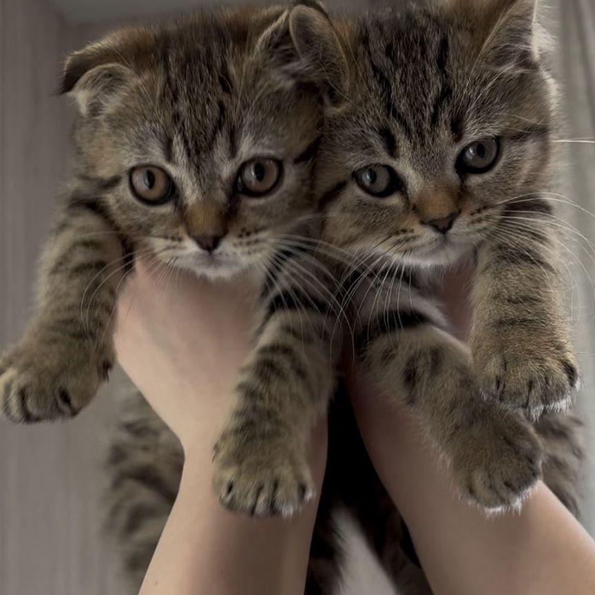 Британский короткошёрстный котёнок